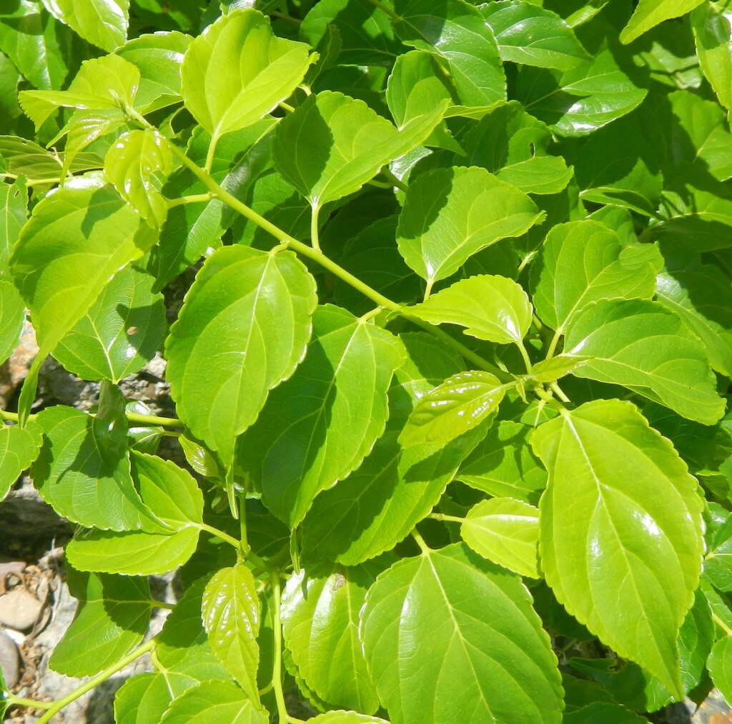 latherleaf from Whitsundays QLD 4802, Australia on February 19, 2022 at ...