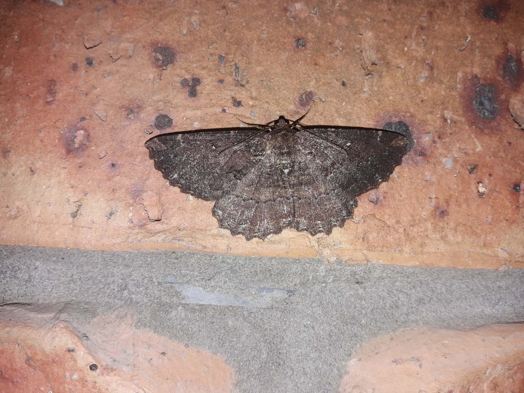 Brown evening moth from Amberley, New Zealand on June 11, 2023 at 10:41 ...