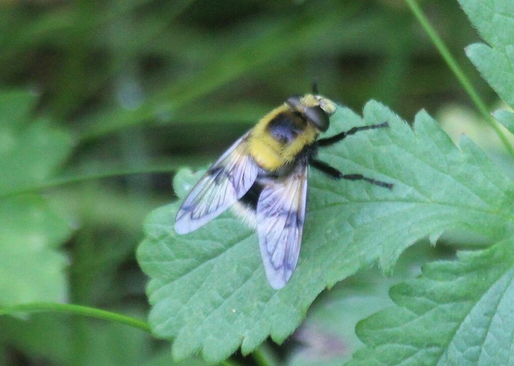 Bumble Bee Hover Fly from Dudley, UK on 11 June, 2023 at 09:49 AM by ...