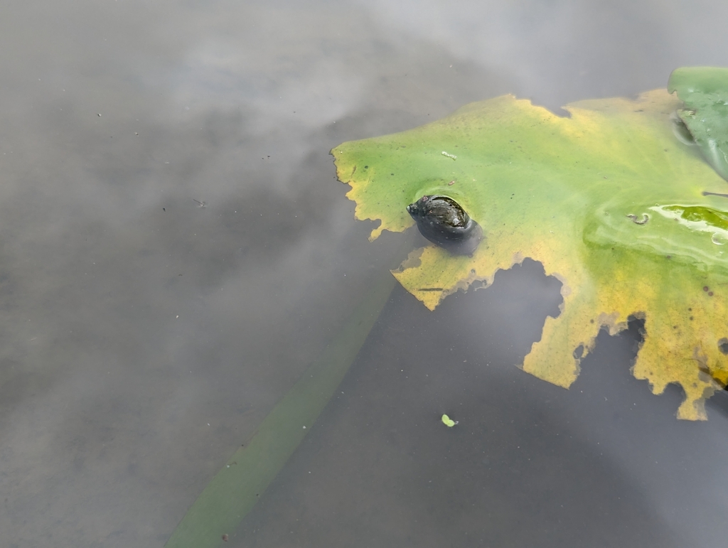 Radix plicatula from 312台灣新竹縣橫山鄉63號 on June 9, 2023 at 08:57 AM by 長鬃山羊 ...