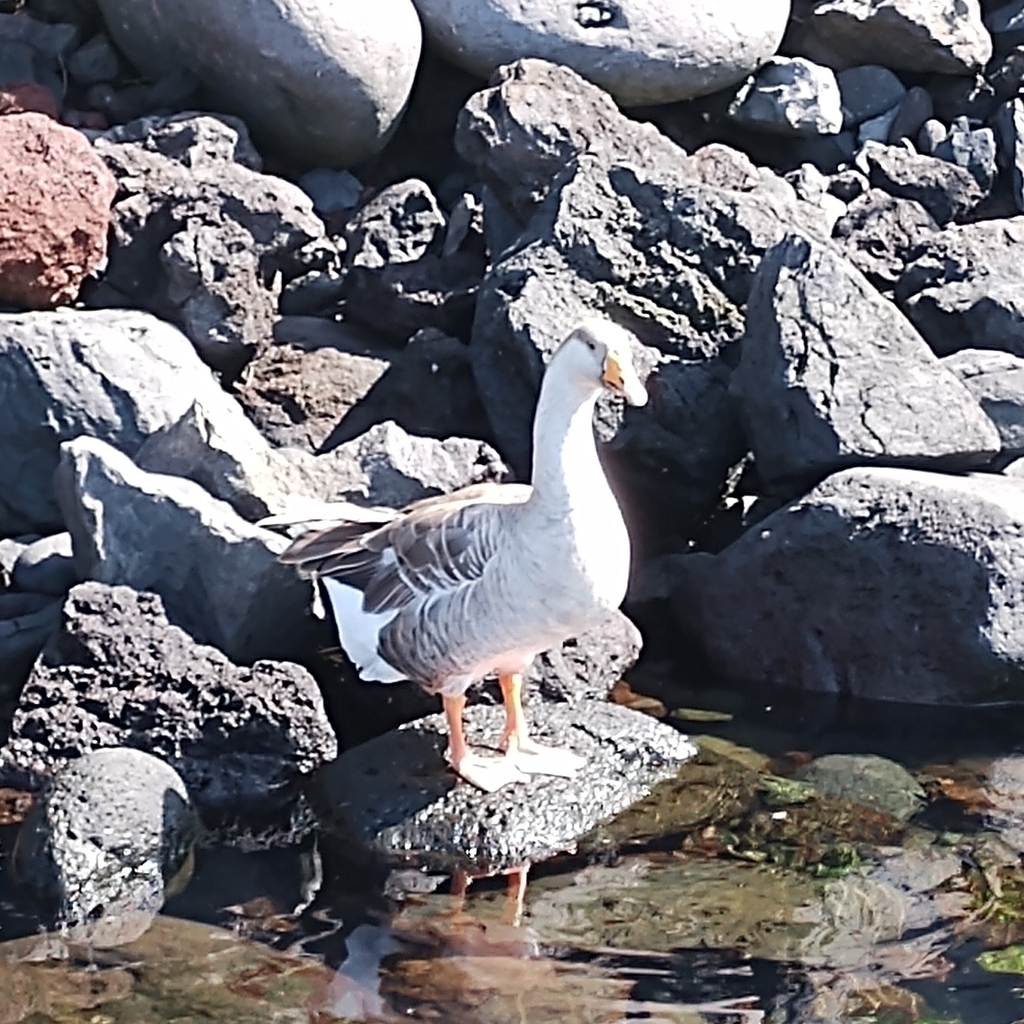 Greylag × Swan Goose from São Jorge - Velas, 9800-530 Velas, Portugal ...
