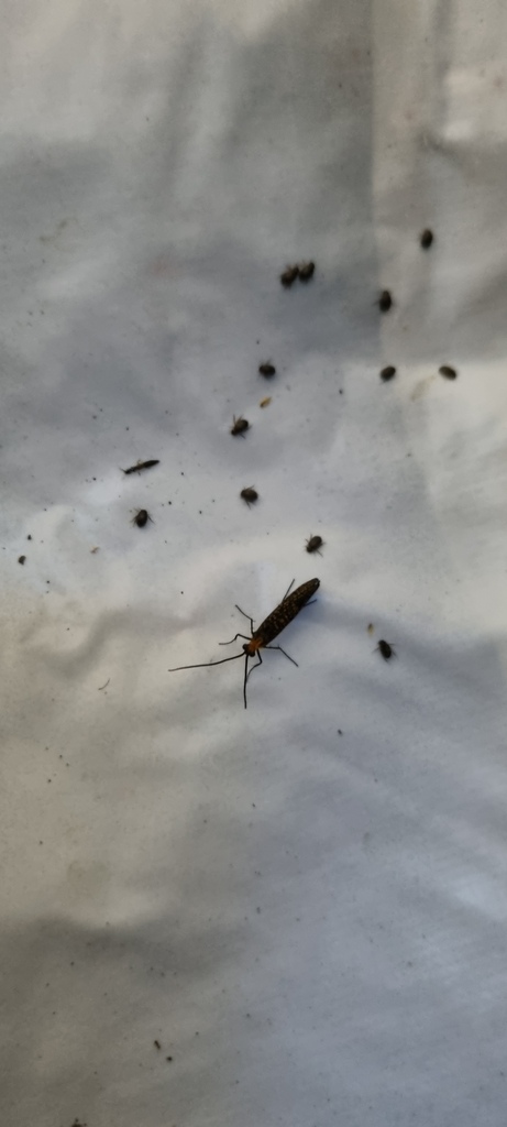 Beetles from Cairns QLD, Australia on May 19, 2023 at 07:11 PM by ...