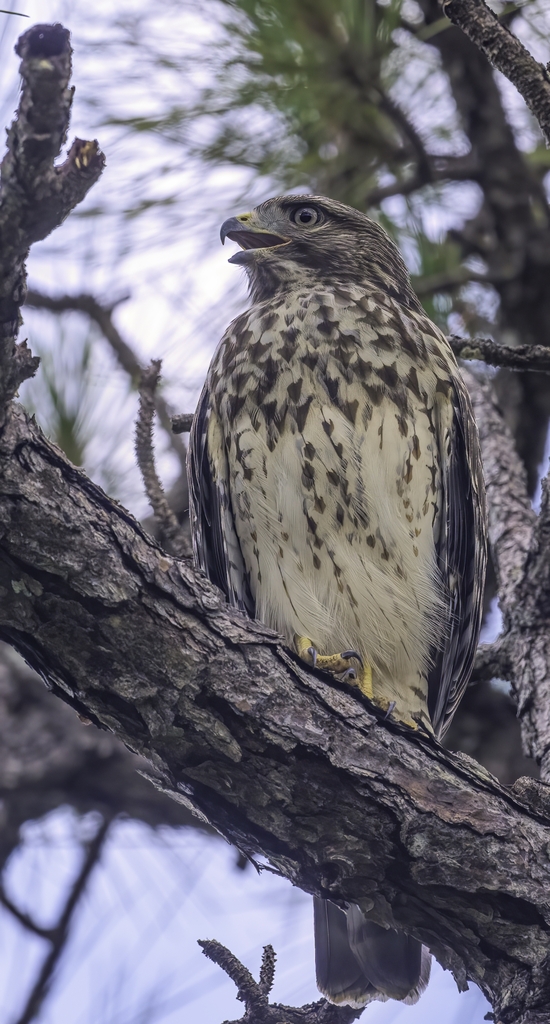 Red-shouldered Hawk from 10035 W Indiantown Rd, Jupiter, FL 33478, USA ...