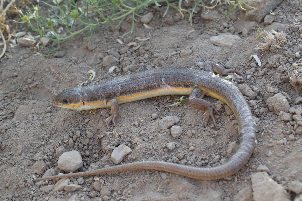 Schneider's Skink in May 2023 by Alexey Katz · iNaturalist
