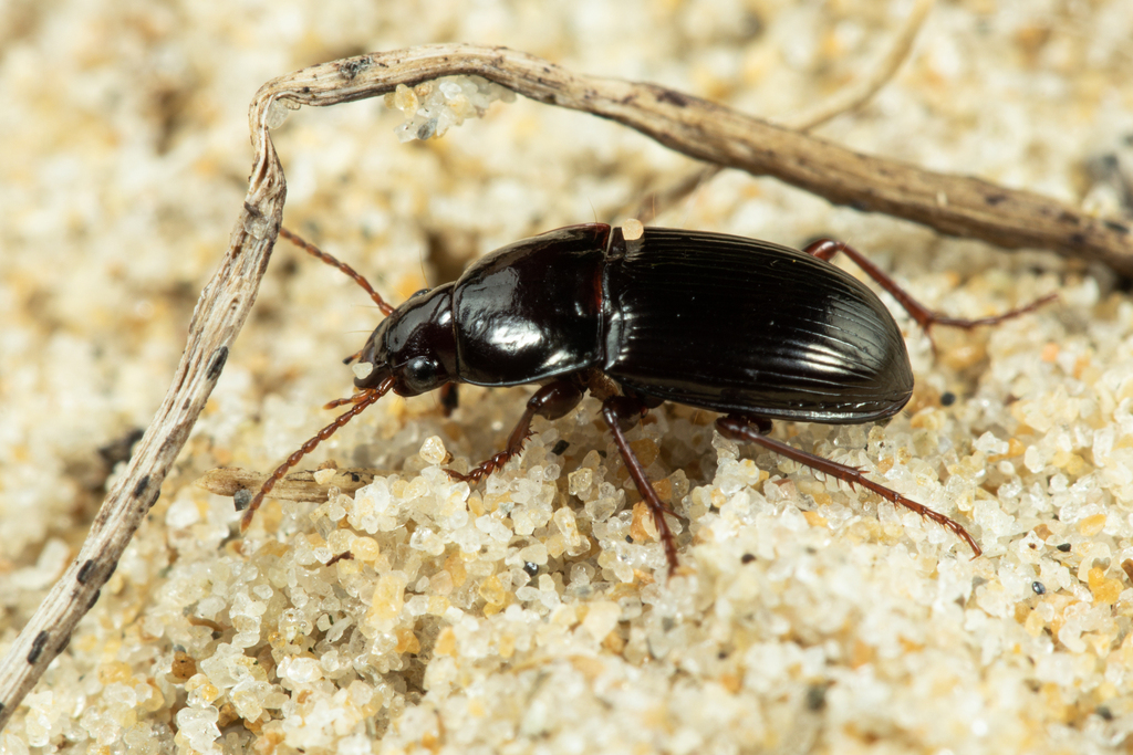 Ground Beetles from Australia; Victoria; Balnarring Beach on June 11 ...