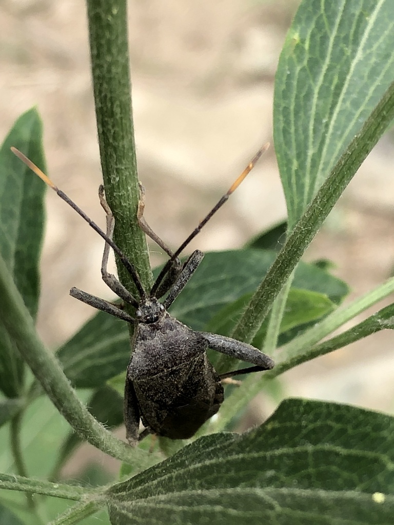 Ochrochira from 门头沟区, 北京市, CN on June 11, 2023 at 02:15 PM by fangchen ...