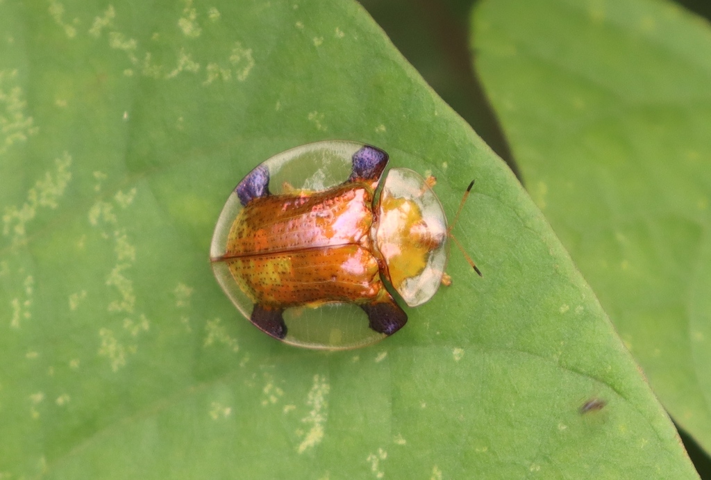 Aspidimorpha from Tiwai Island on November 15, 2022 at 12:38 PM by ...