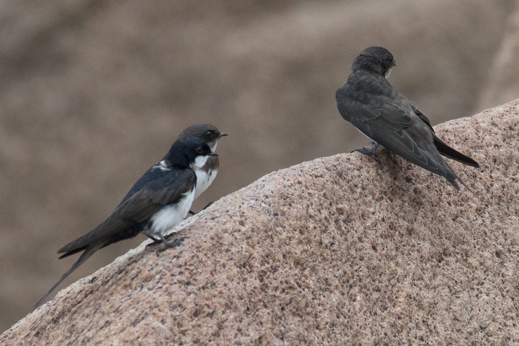 Black-collared Swallow (Pygochelidon melanoleuca) - Avian Discovery
