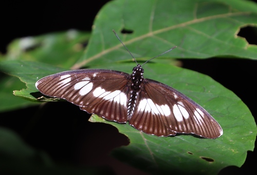 Observations by mlanguy · iNaturalist