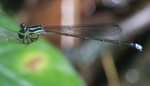 Observations by mlanguy · iNaturalist