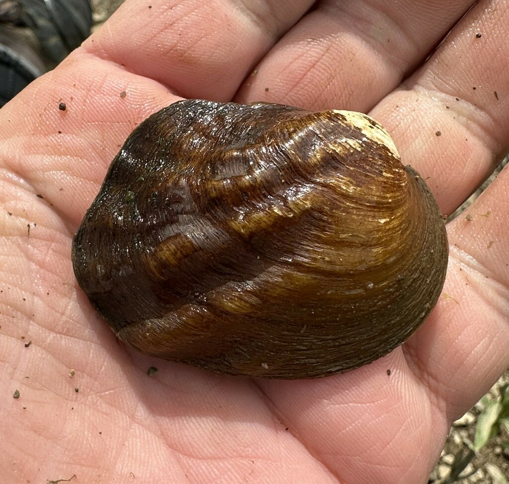 Three-ridge Mussel from Duck River, Lillard's Mill, Marshall County, TN ...
