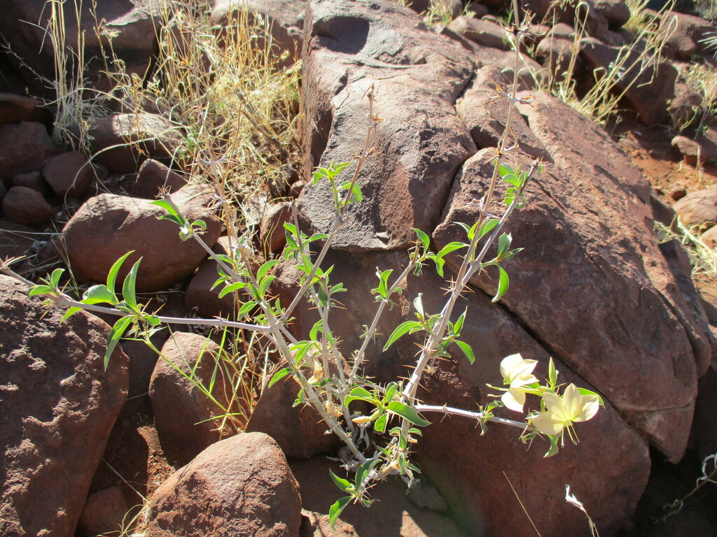 porcupine flower from Kunene Region, Namibia on May 29, 2023 at 09:42 ...