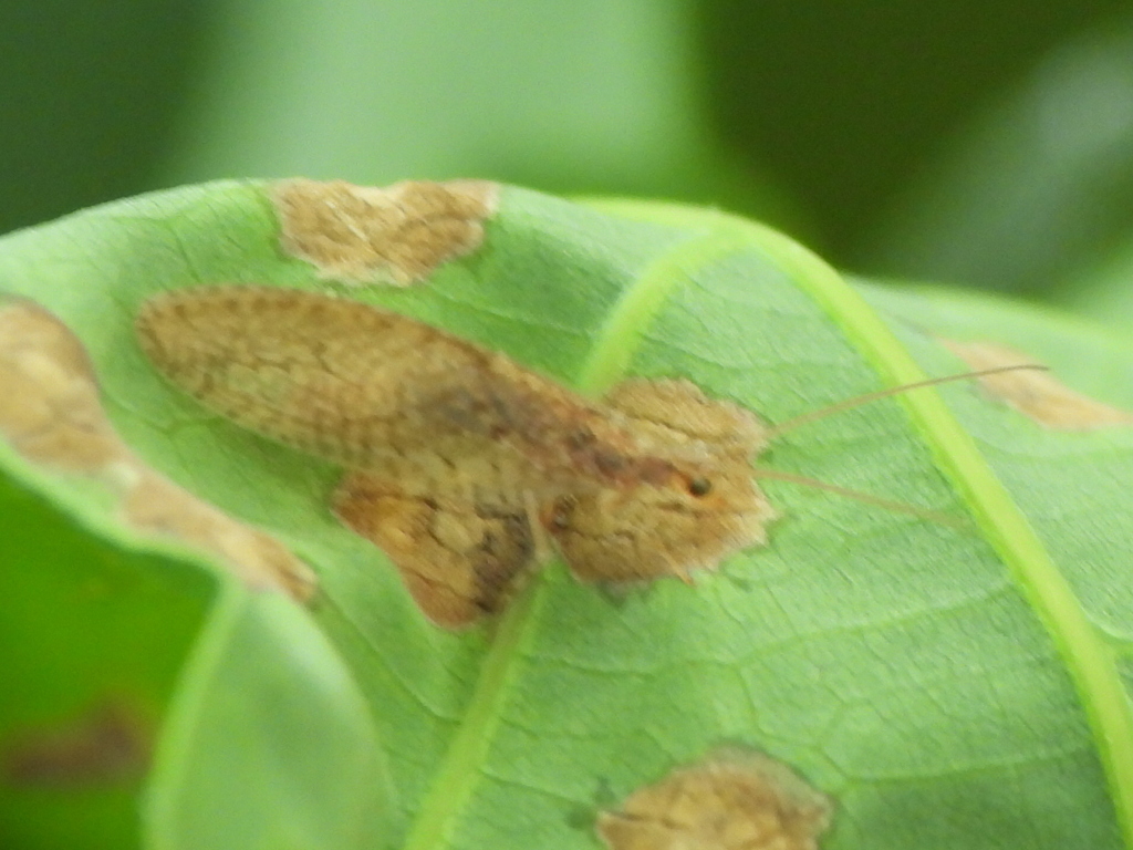 Posterior Brown Lacewing from Northeast Washington, Washington, DC, USA ...