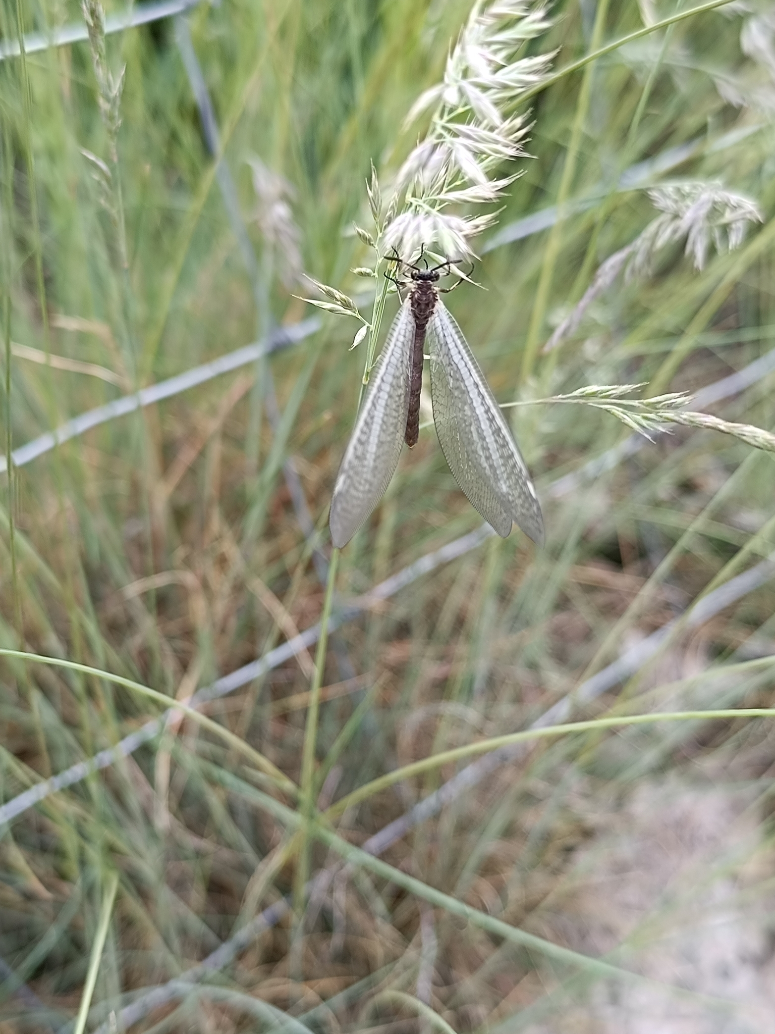 Myrmeleon formicarius Linnaeus, 1767