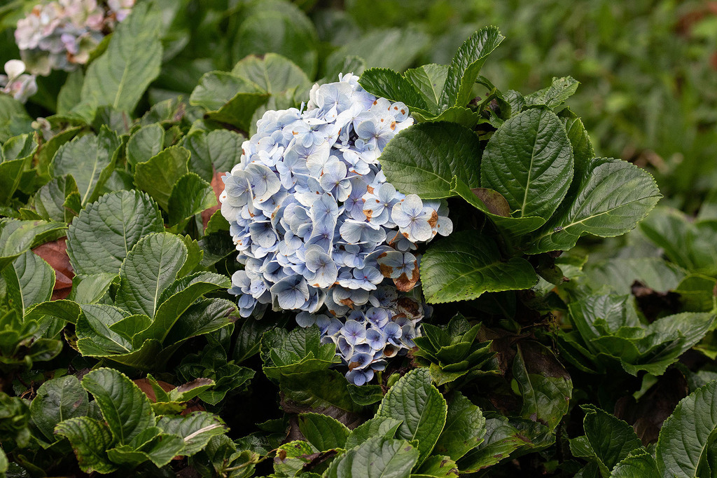 hydrangeas from 7Km Sureste del Parque Nacional Volcan Arenal ...