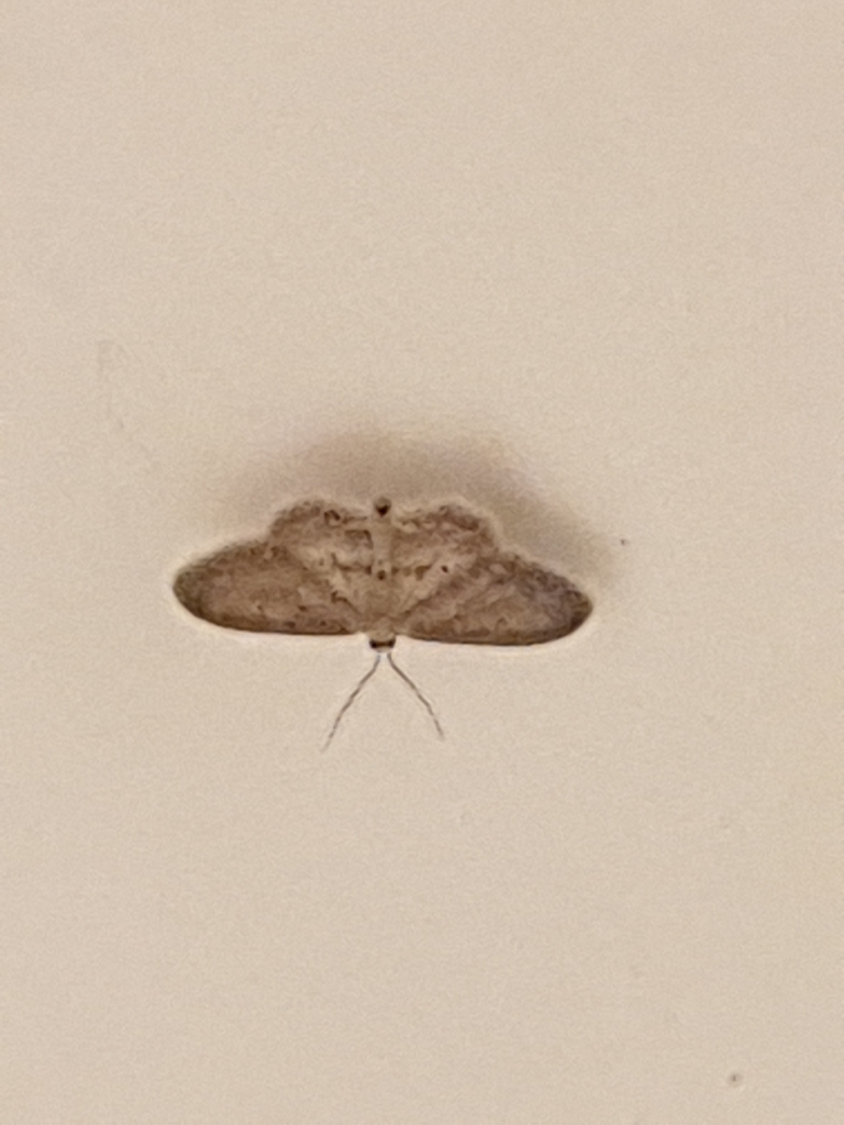 Small Dusty Wave from Hampshire on June 11, 2023 at 01:12 AM by ...