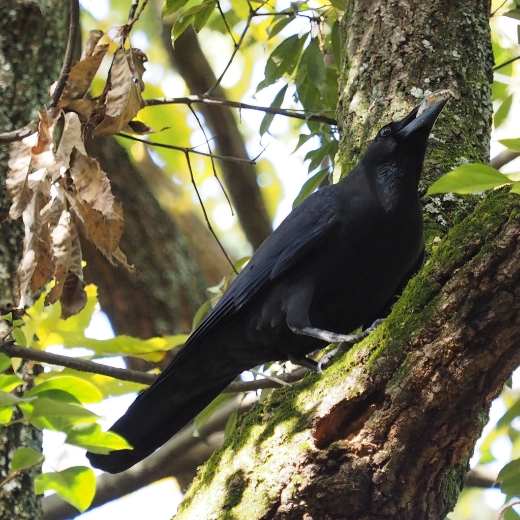 Japanese Crow (Corvus macrorhynchos japonensis) - Avian Discovery