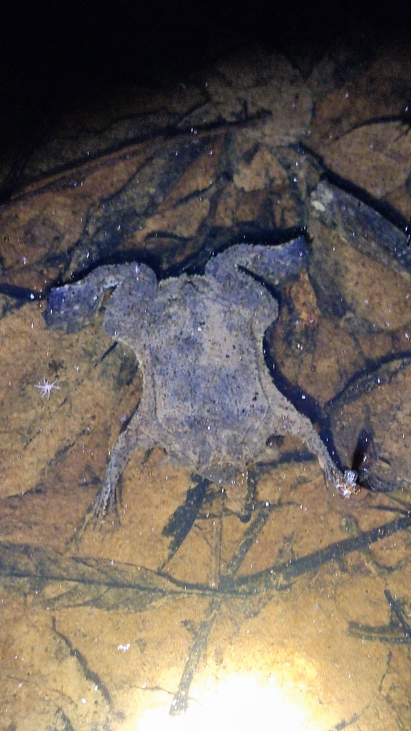 Suriname Toad in June 2022 by Wildlife Tours Peru, Christoph Meyer ...