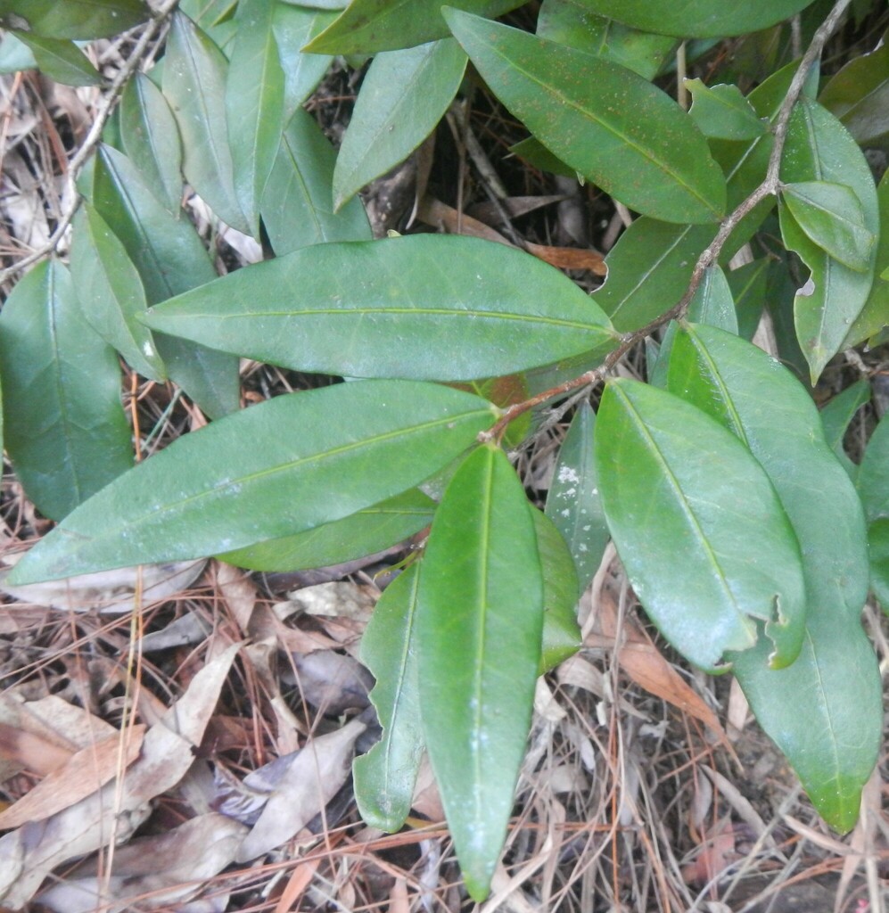 Hedraianthera in July 2022 by R. Small tree on embankment. Multi ...