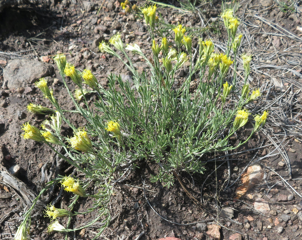 Longflower Rabbitbrush from conejos county, CO on August 4, 2021 by ...