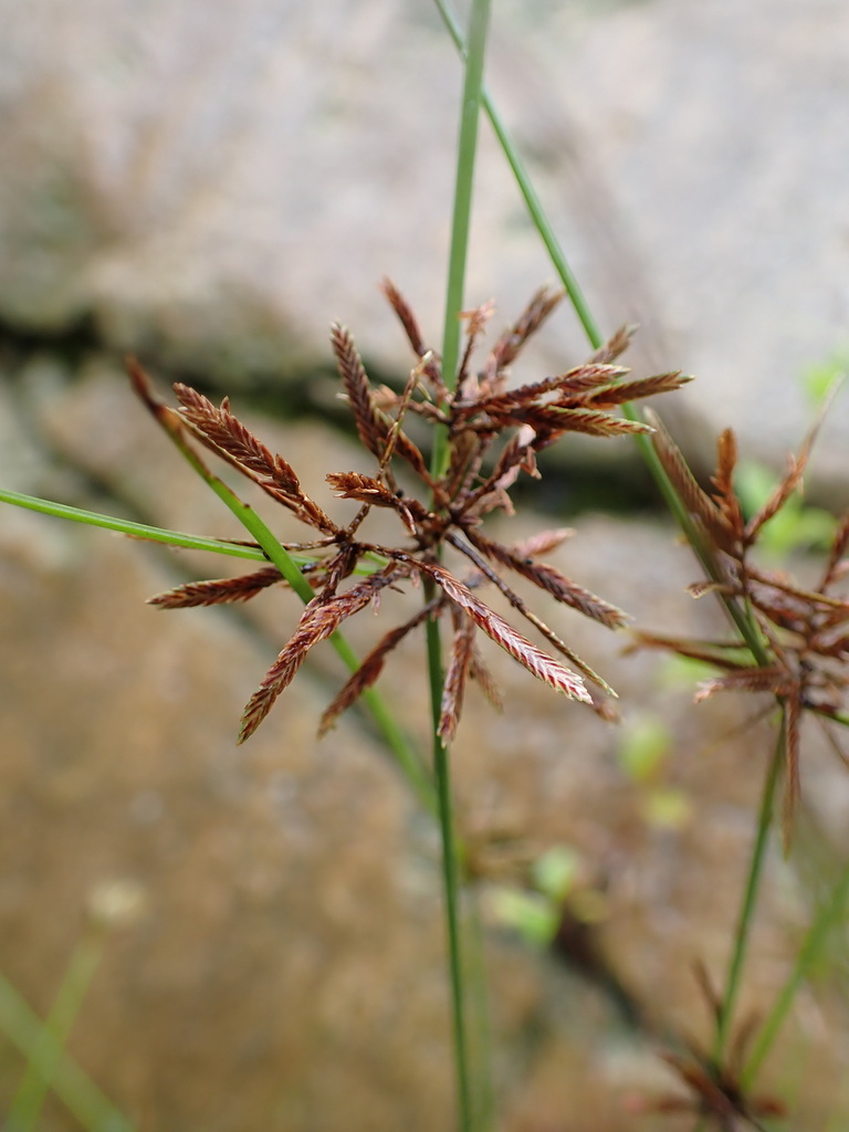 Cyperus flavidus from 台灣台中市 on June 9, 2023 at 10:44 AM by Zin Wei ...