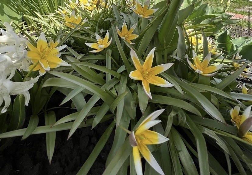 Late Tulip from Карпатський національний природний парк, Яремче, Івано ...