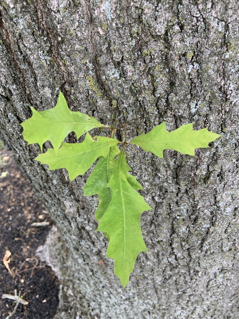 overcup oak in June 2023 by NFBM · iNaturalist