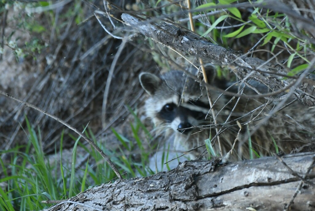 Common Raccoon from Arivaca Lake, Arizona 85601, USA on June 3, 2023 at ...