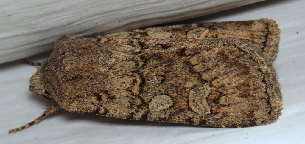 Reaper Dart (Insects of Kern County) · iNaturalist