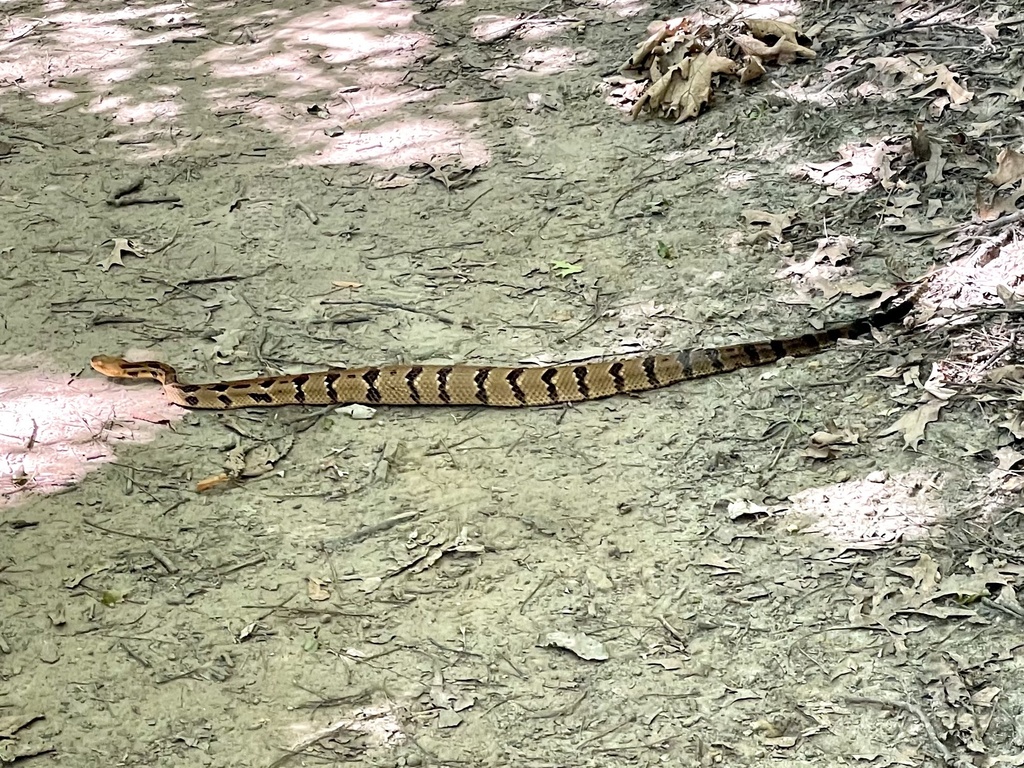 Timber Rattlesnake in August 2022 by wiscoahu. I came across this ...