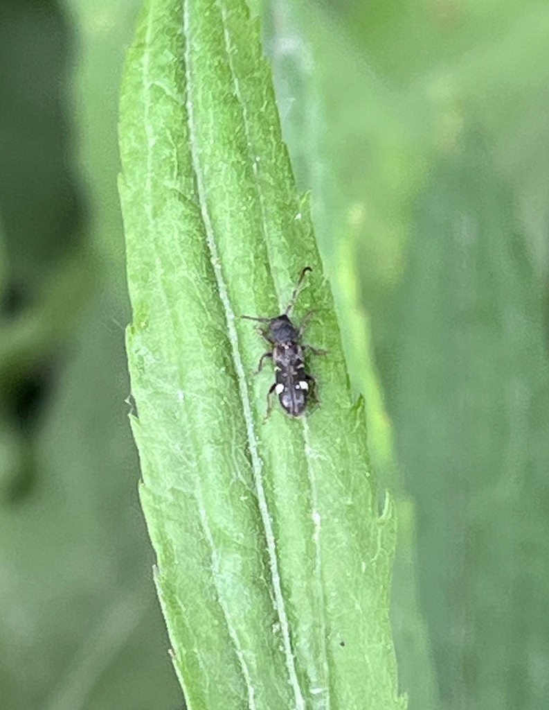 Currant-tip Borer from Martindale Rd, St. Catharines, ON, CA on June 11 ...