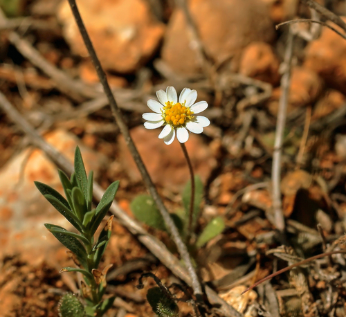 Bellis microcephala · iNaturalist United Kingdom