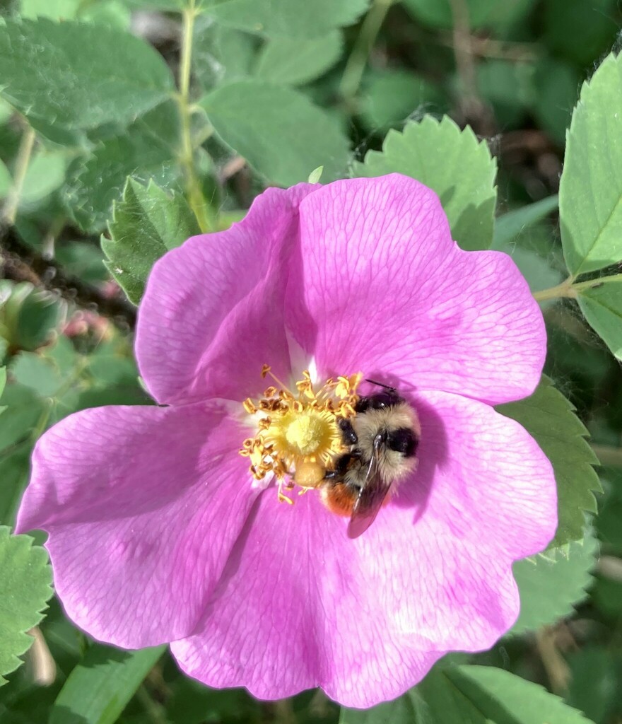 Red-belted Bumble Bee from Southwest Calgary, Calgary, AB, Canada on ...