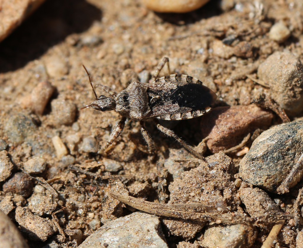 Coranus griseus (Réduves d'Alsace) · iNaturalist