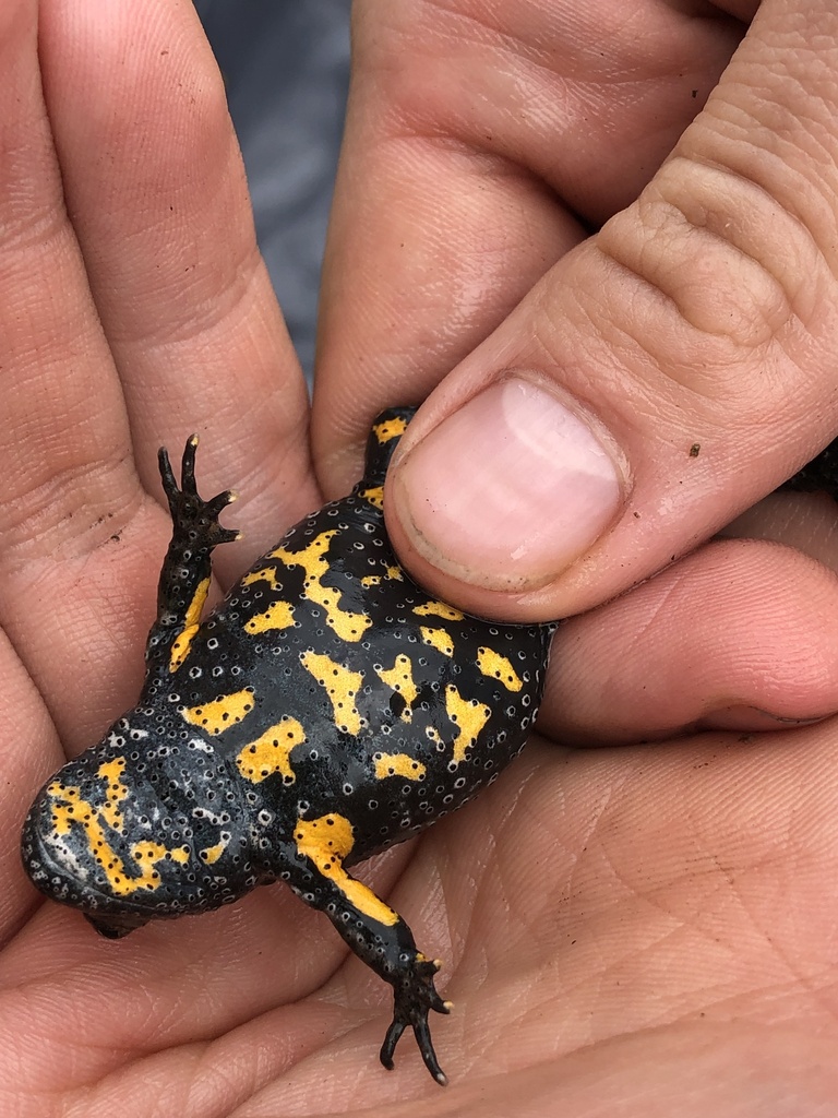 European Fire-Bellied Toad in June 2023 by Felix Seebauer · iNaturalist