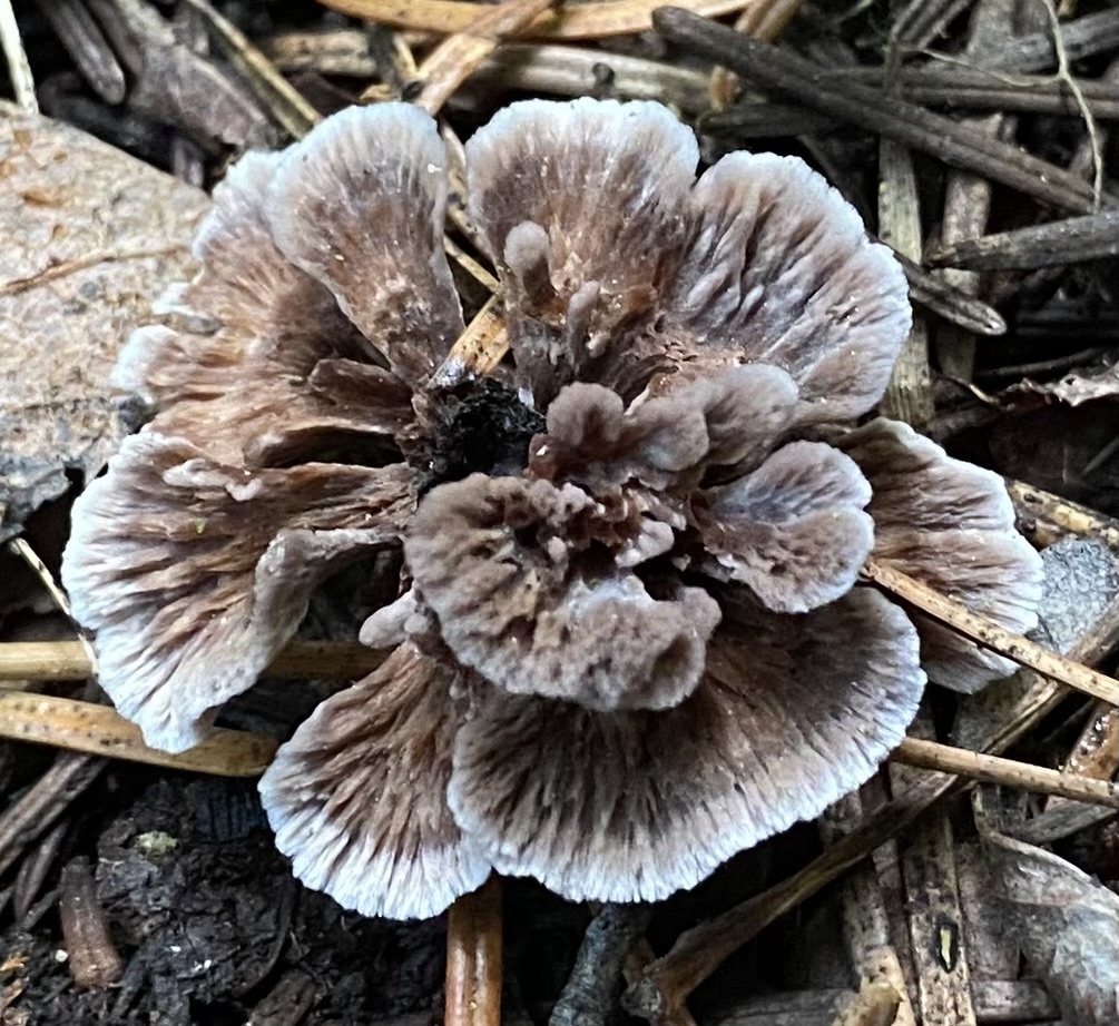 Thelephora from Lick Creek Rd, McCall, ID, US on June 11, 2023 at 08:18 ...