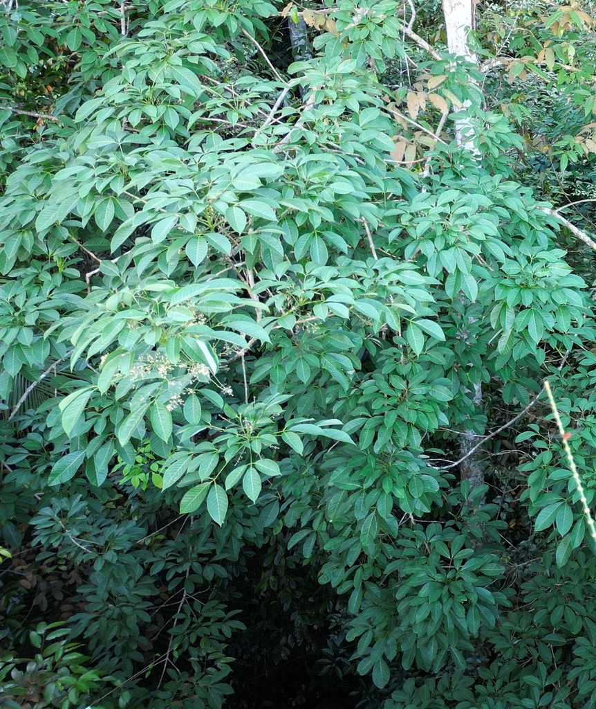 (Hevea) - Botanical Realm