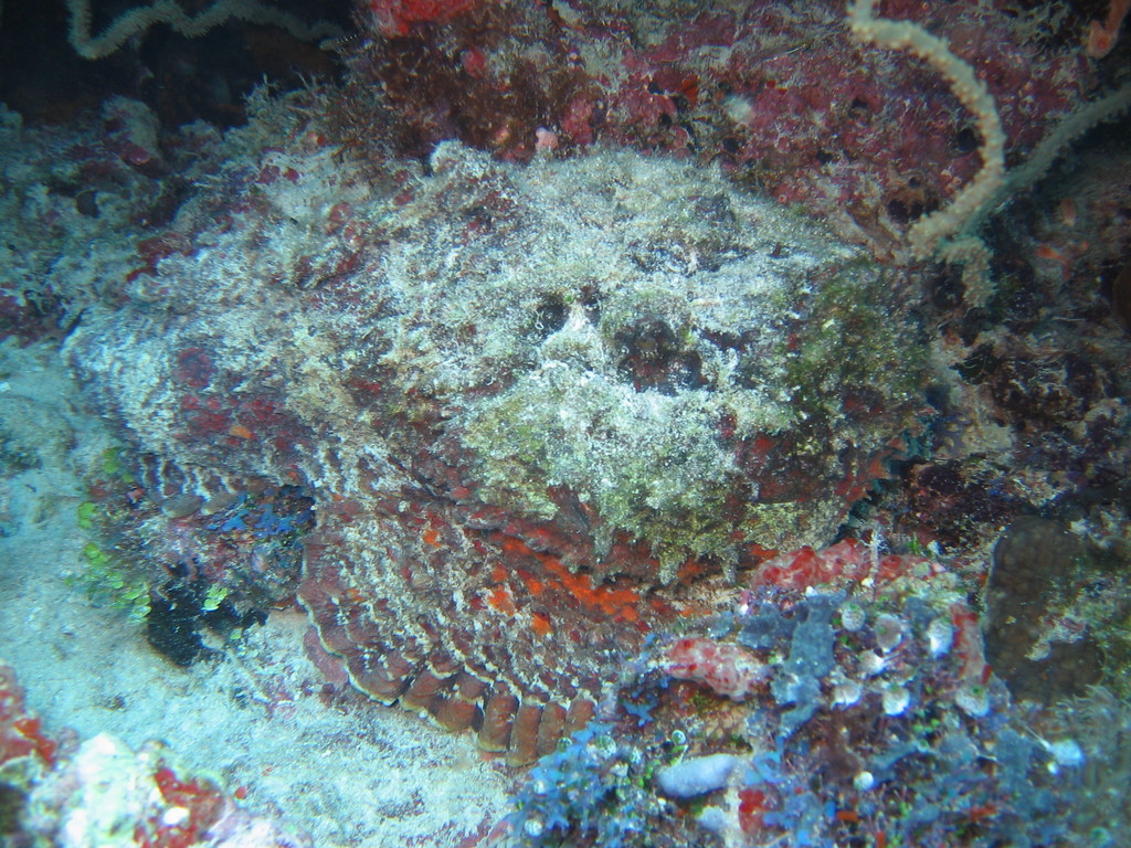 Reef Stonefish from Maldives on March 04, 2004 at 01:39 PM by Tsu Soo ...