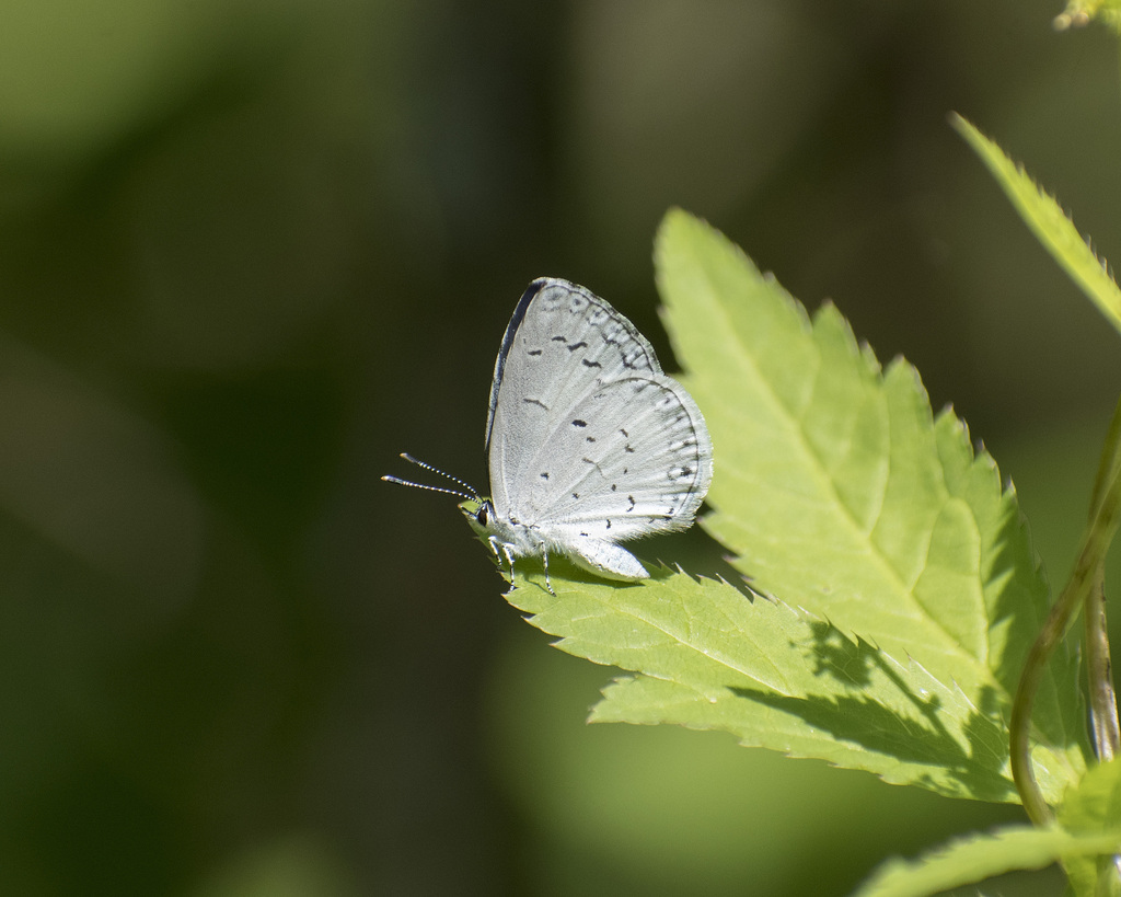 Summer Azure from Miami County, OH, USA on June 9, 2023 at 10:37 AM by ...
