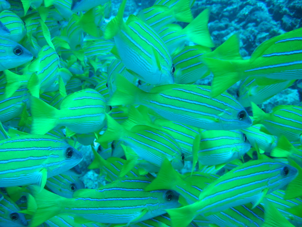 Bluestriped Snapper from Maldives on March 04, 2004 at 01:00 PM by Tsu ...