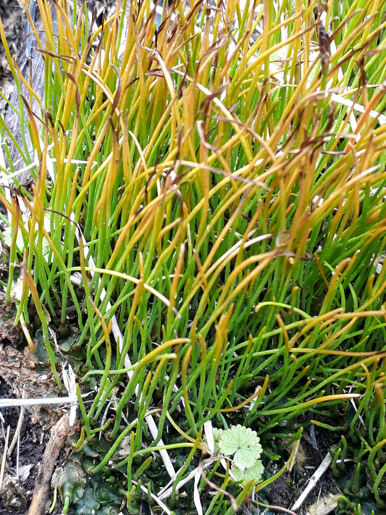 hornworts (Anthocerotophyta) - Botanical Realm