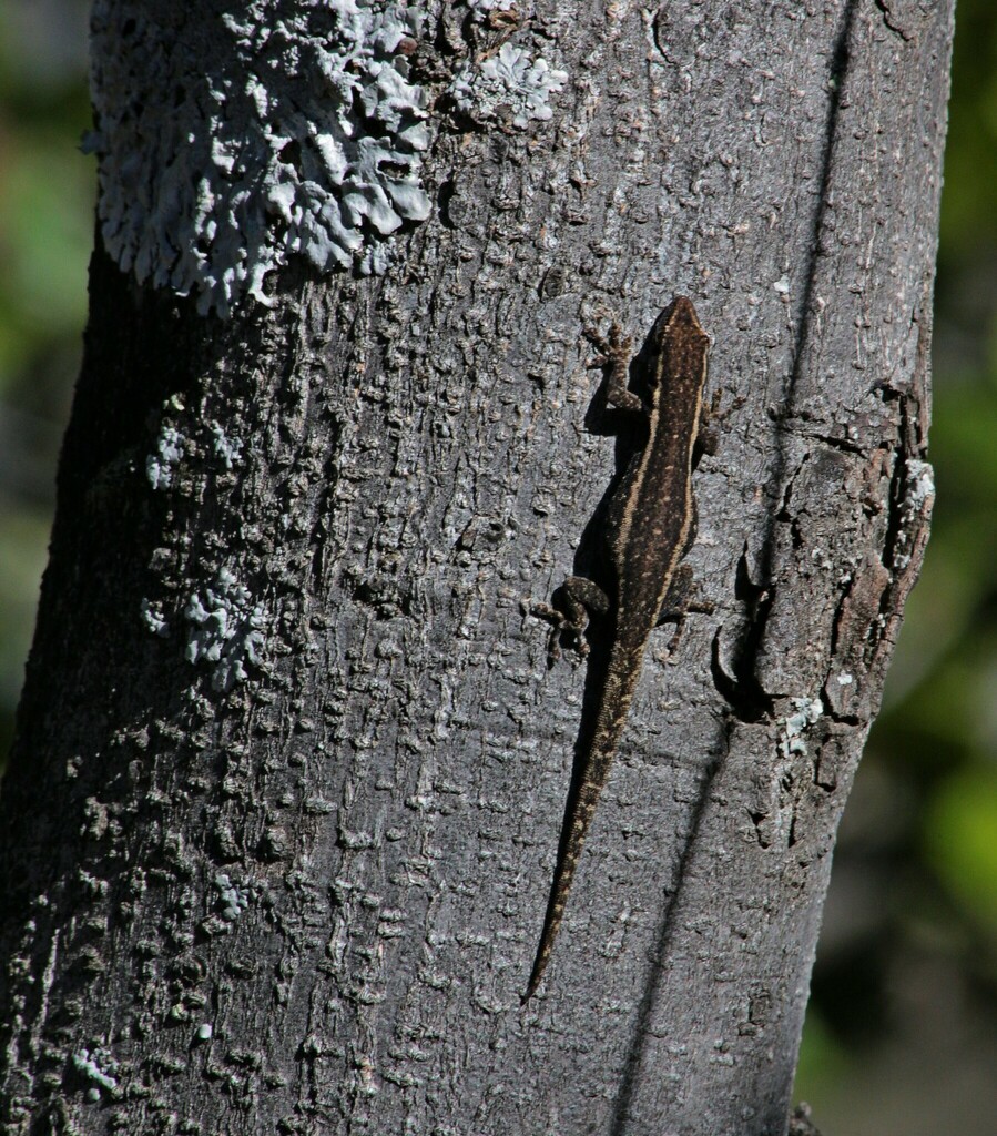 Common Dwarf Gecko from Hartebeestpoort 362-Jr, Pretoria, 0040, South ...