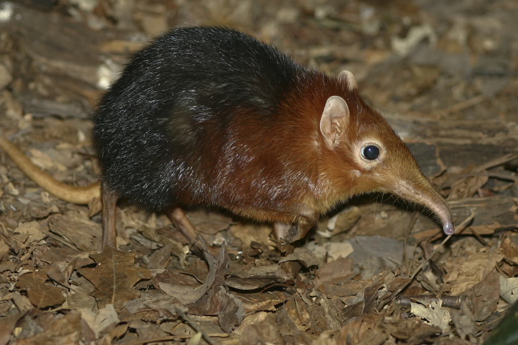 Black-and-rufous Sengi (Rhynchocyon petersi) - Know Your Mammals