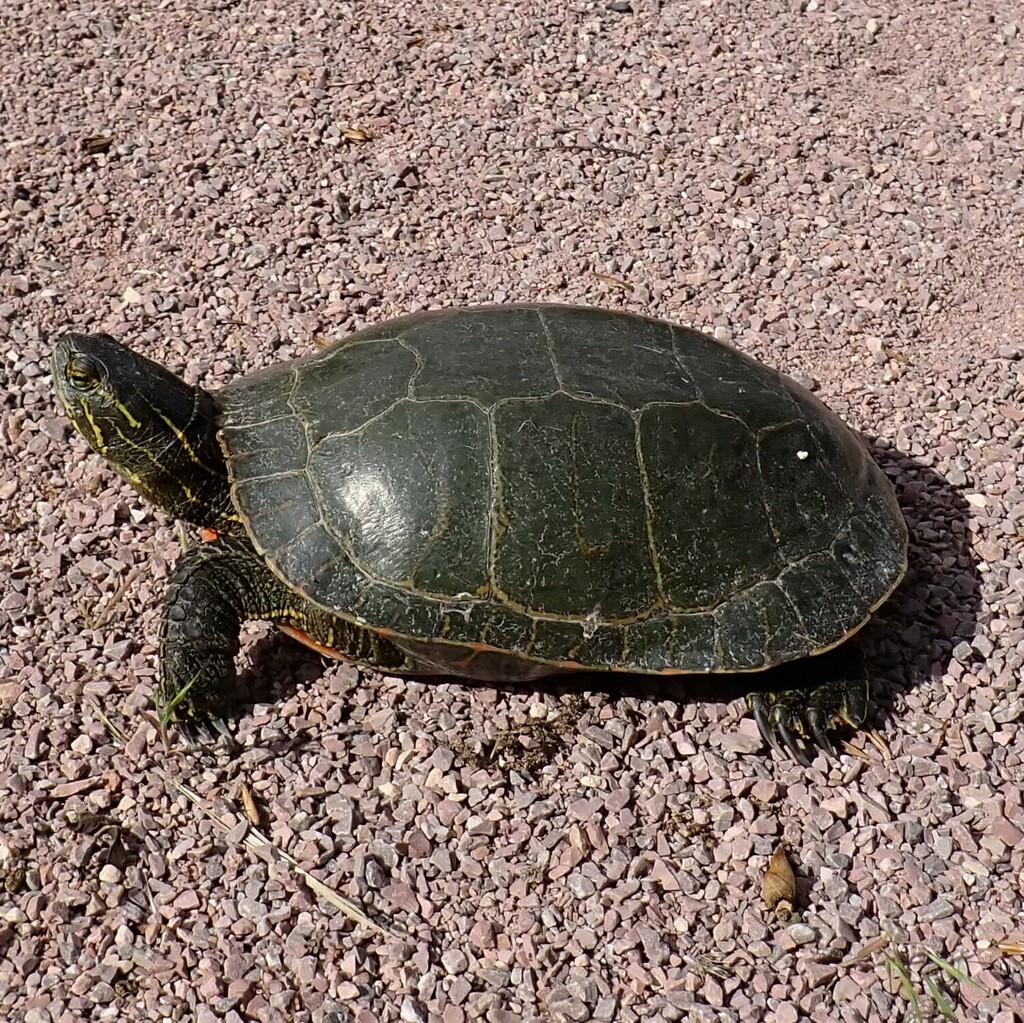 Painted Turtle from Dawes County, NE, USA on May 29, 2023 at 06:31 PM ...