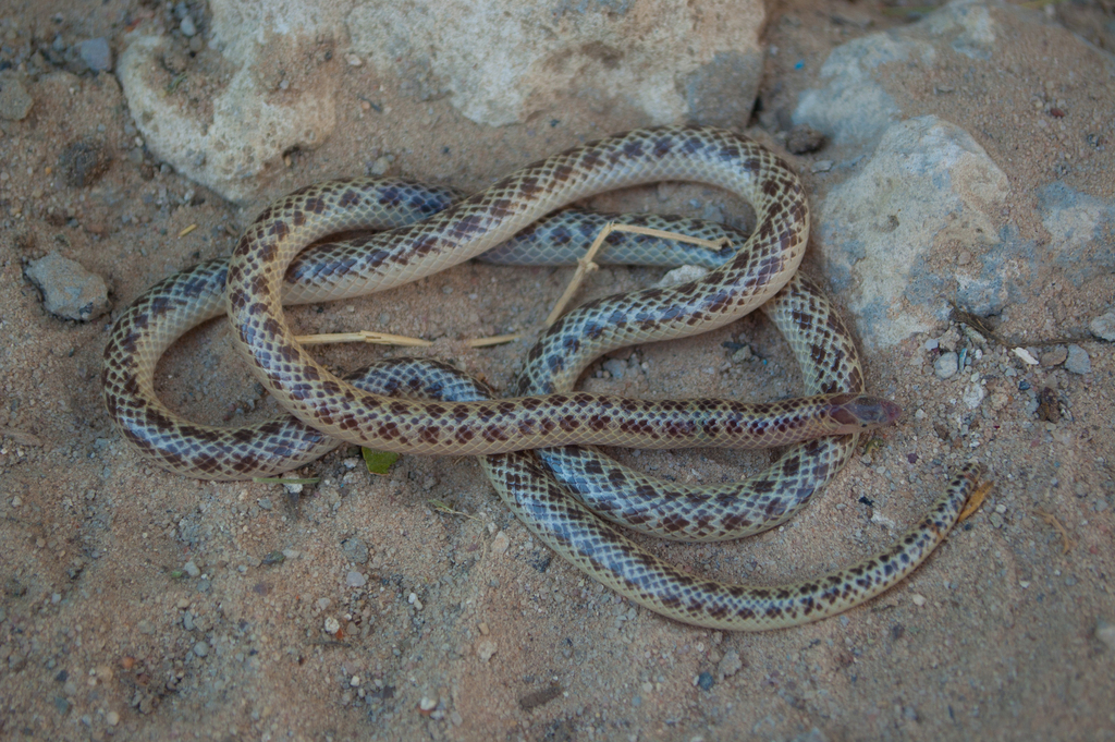 Slender Quill-snouted Snake (Reptiles of Botswana) · iNaturalist