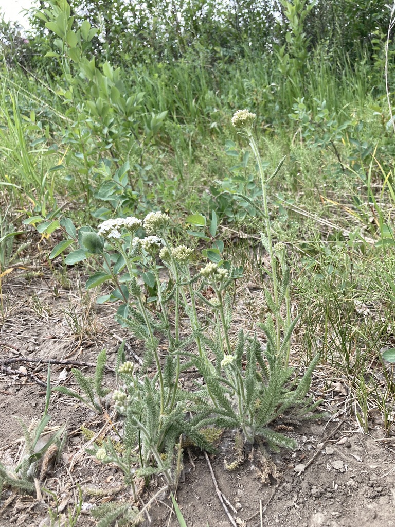 common yarrow from Southwest Calgary, Calgary, AB, Canada on June 10 ...