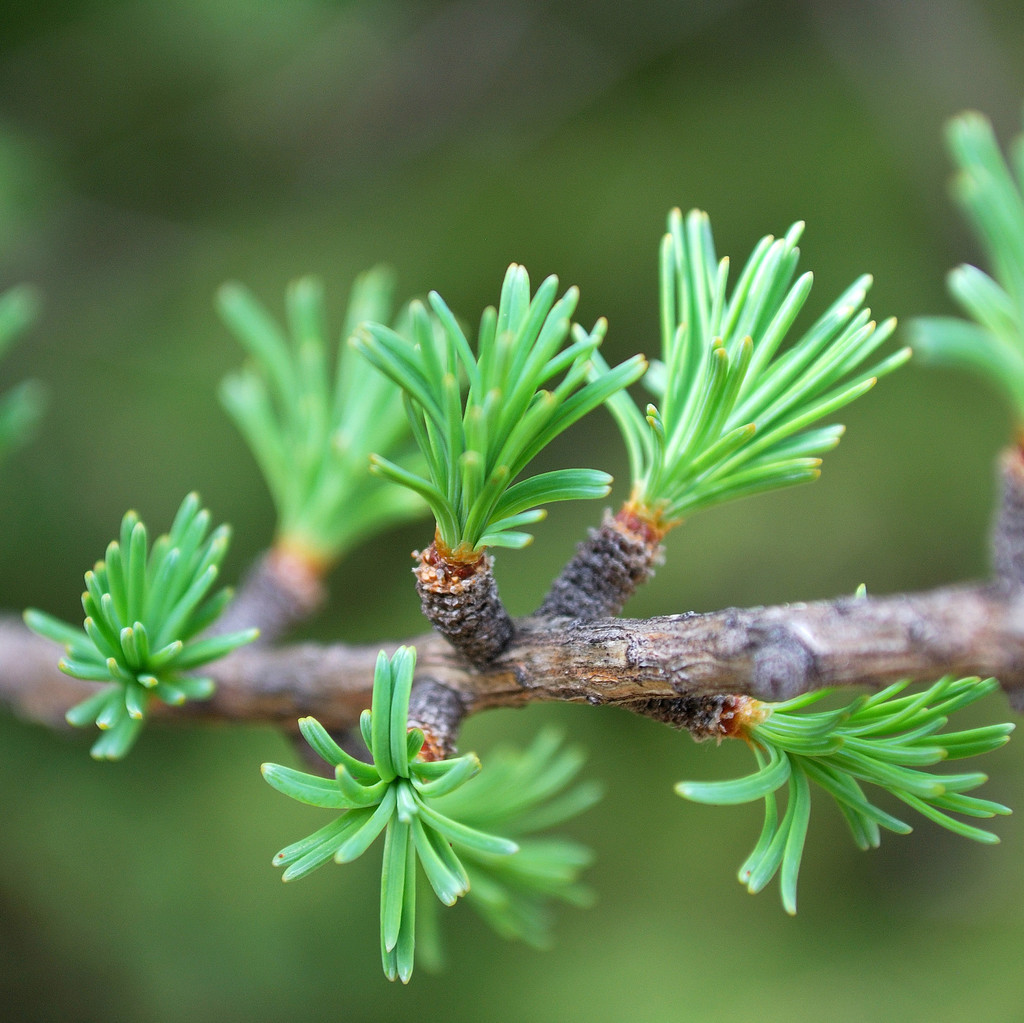 tamarack (Larix laricina) - Botanical Realm