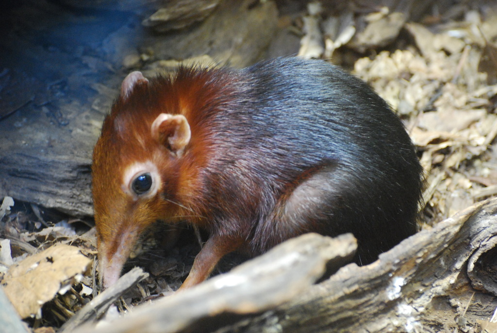 Black-and-rufous Sengi (Rhynchocyon petersi) - Know Your Mammals