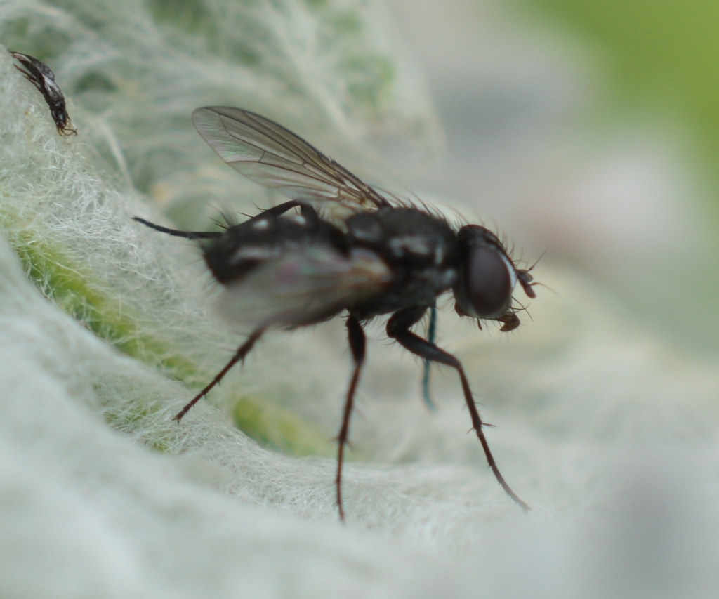 Bot Flies, Blow Flies, and Allies from Püspökladány on June 10, 2023 by ...