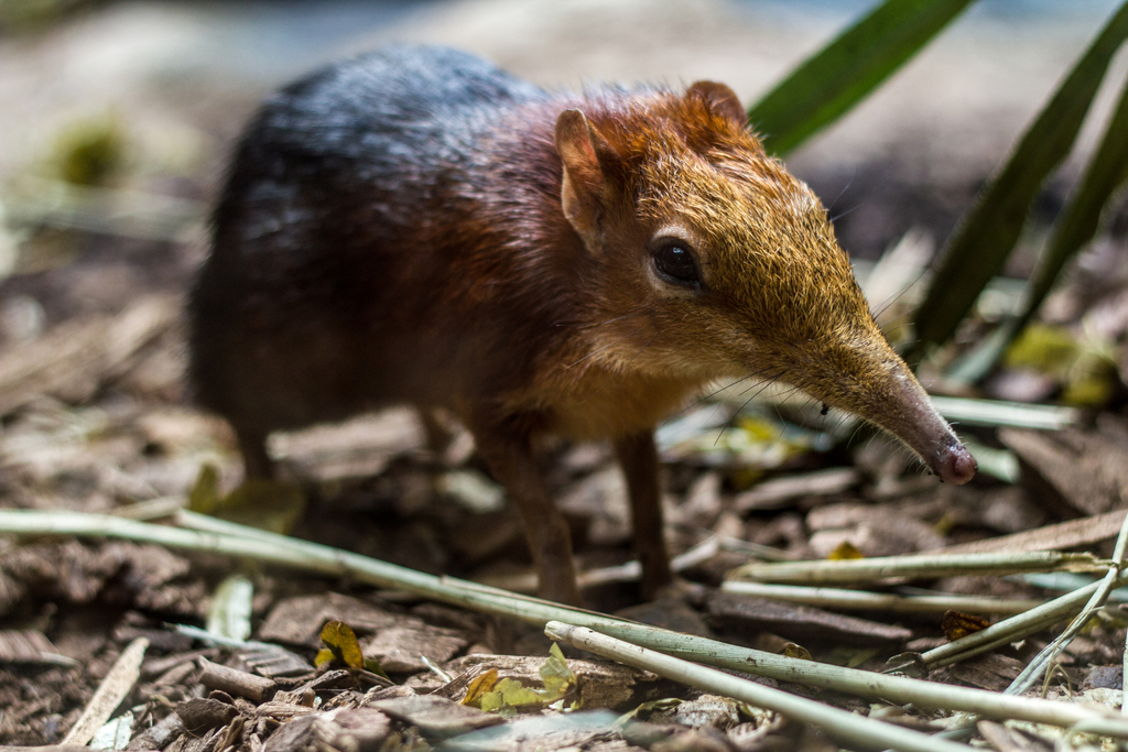 Black-and-rufous Sengi (Rhynchocyon petersi) - Know Your Mammals